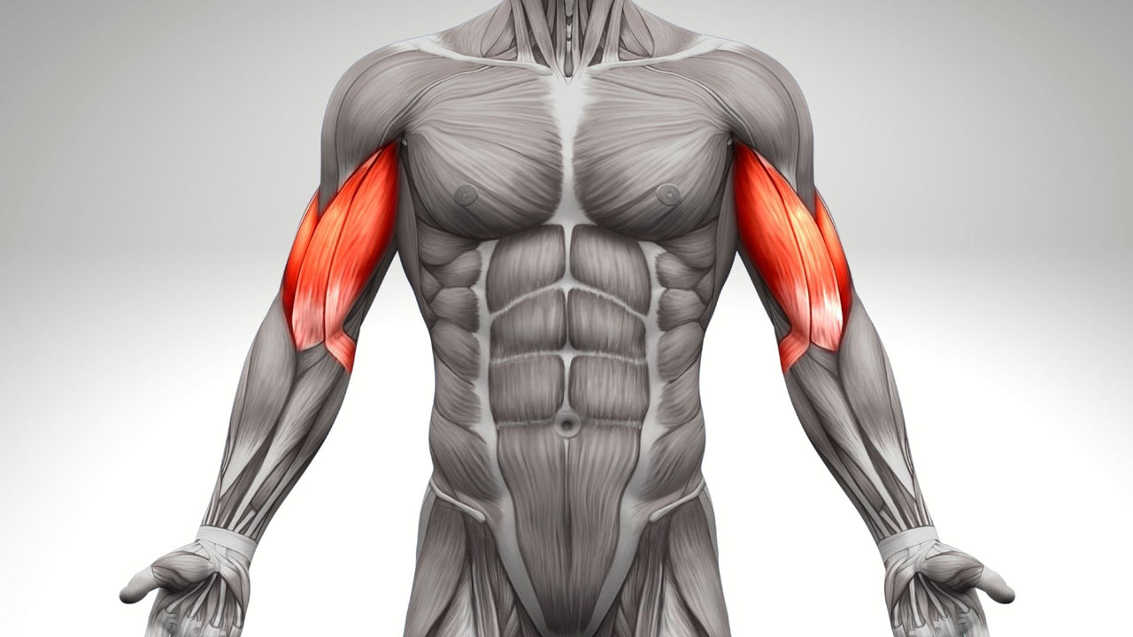 Bizeps-Guide: Top-Übungen fürs Training zuhause - fit trotz Family