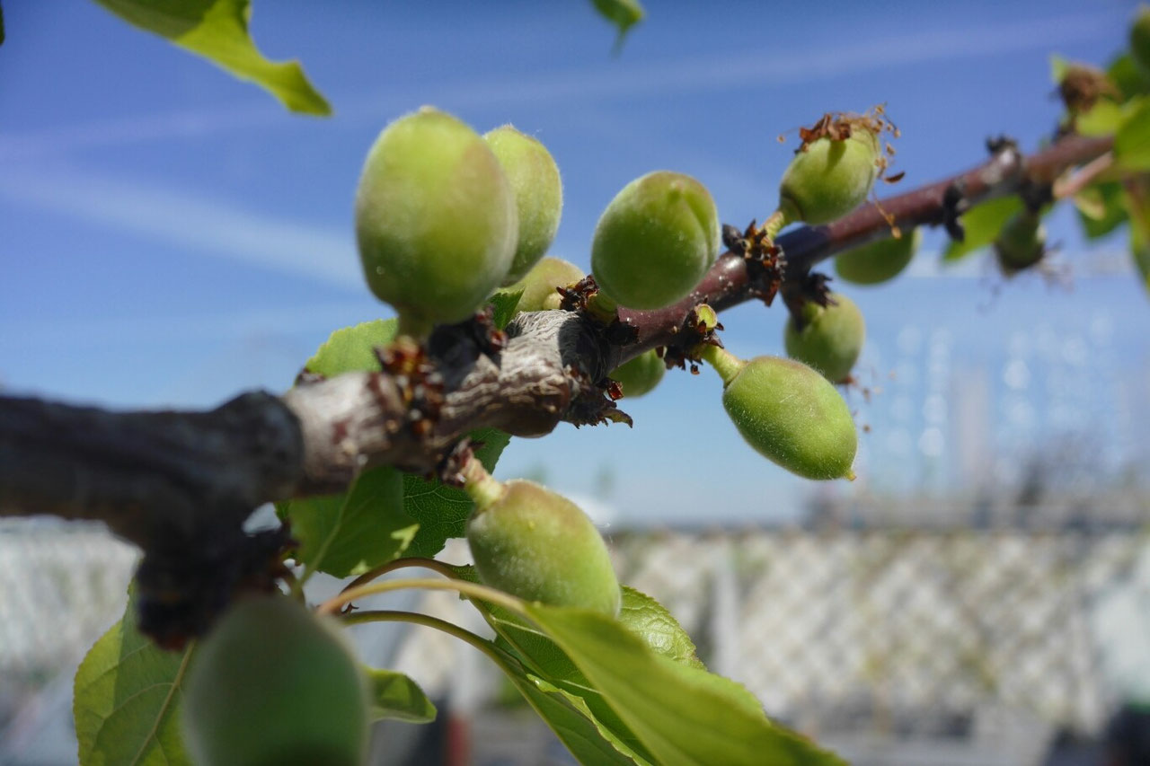 Die Marillenbaum-Blüte. - warmekueche.at