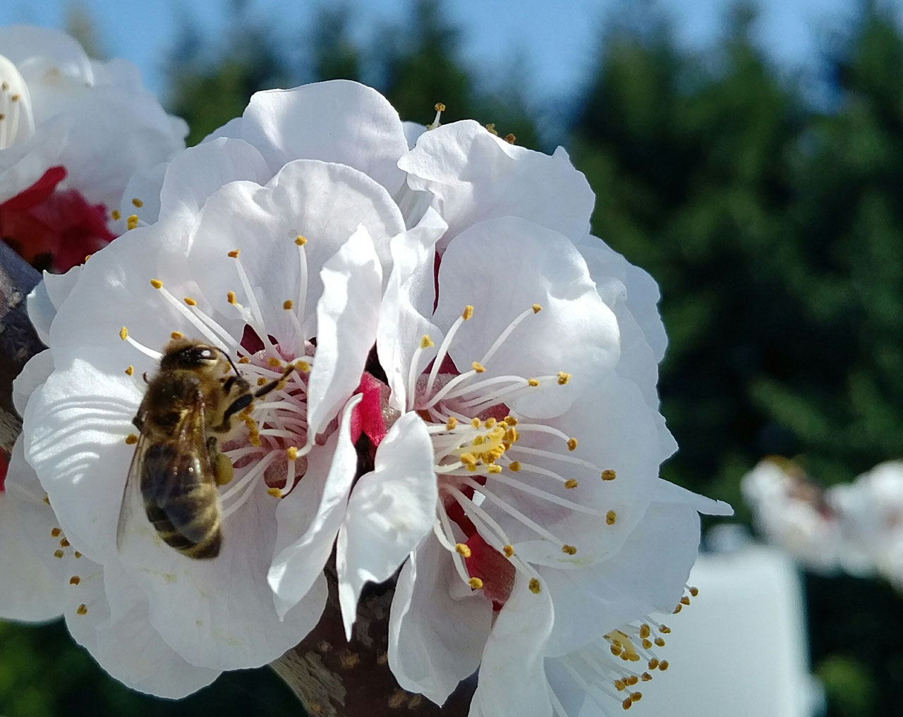 Die Marillenbaum-Blüte. - warmekueche.at