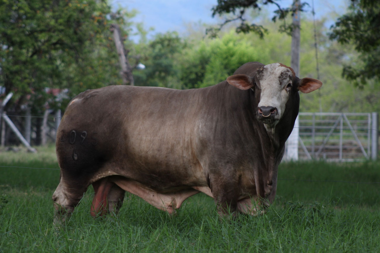 Nuestra Raza Simbrah - Asosimmental - Simbrah Colombia