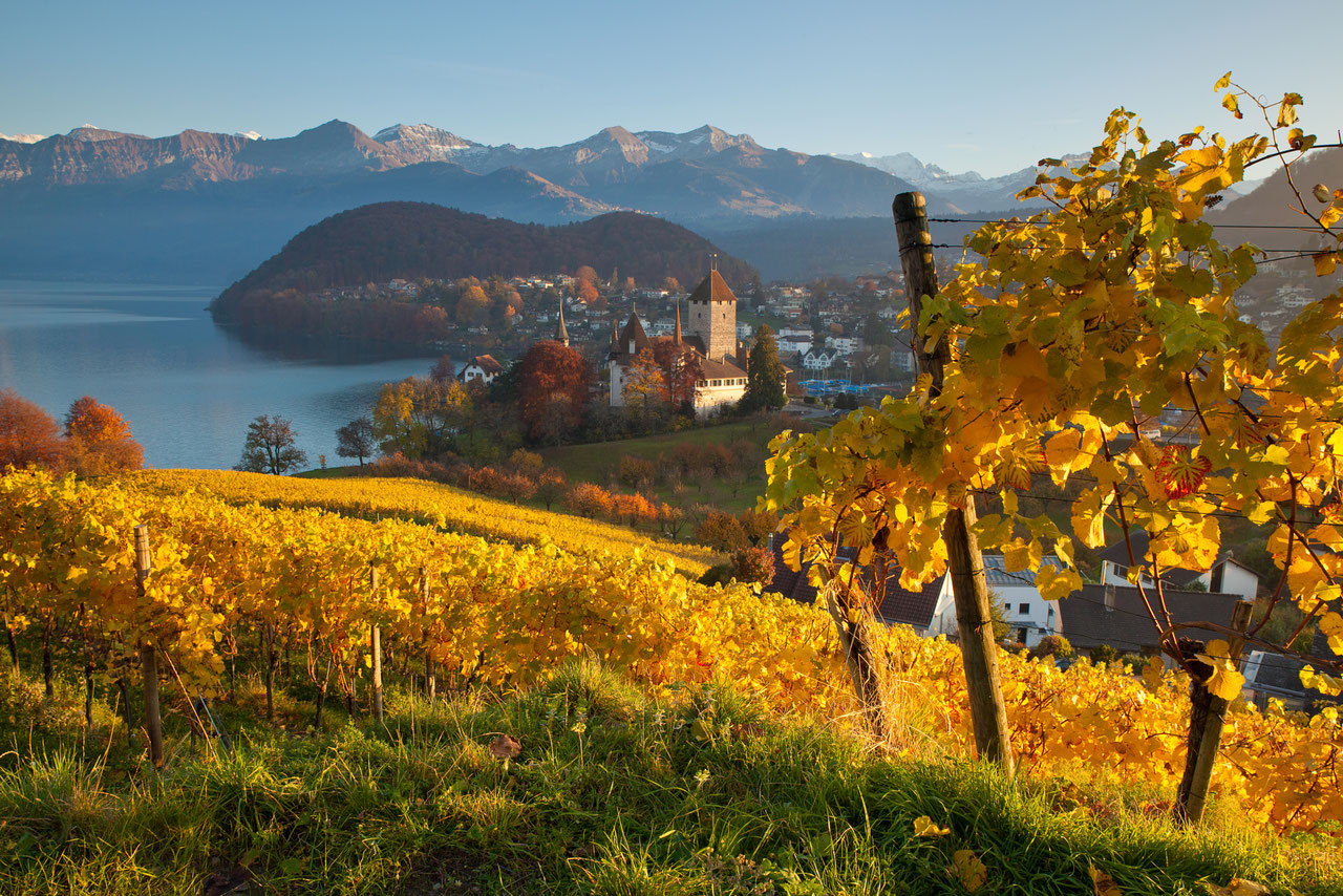 Enthusiasm, knowledge and passion of Winemaking - Spiezer Wein – Die ...