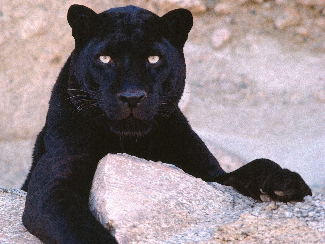 Panther - Davina, Marla - wildtiere-entdeckens Webseite!