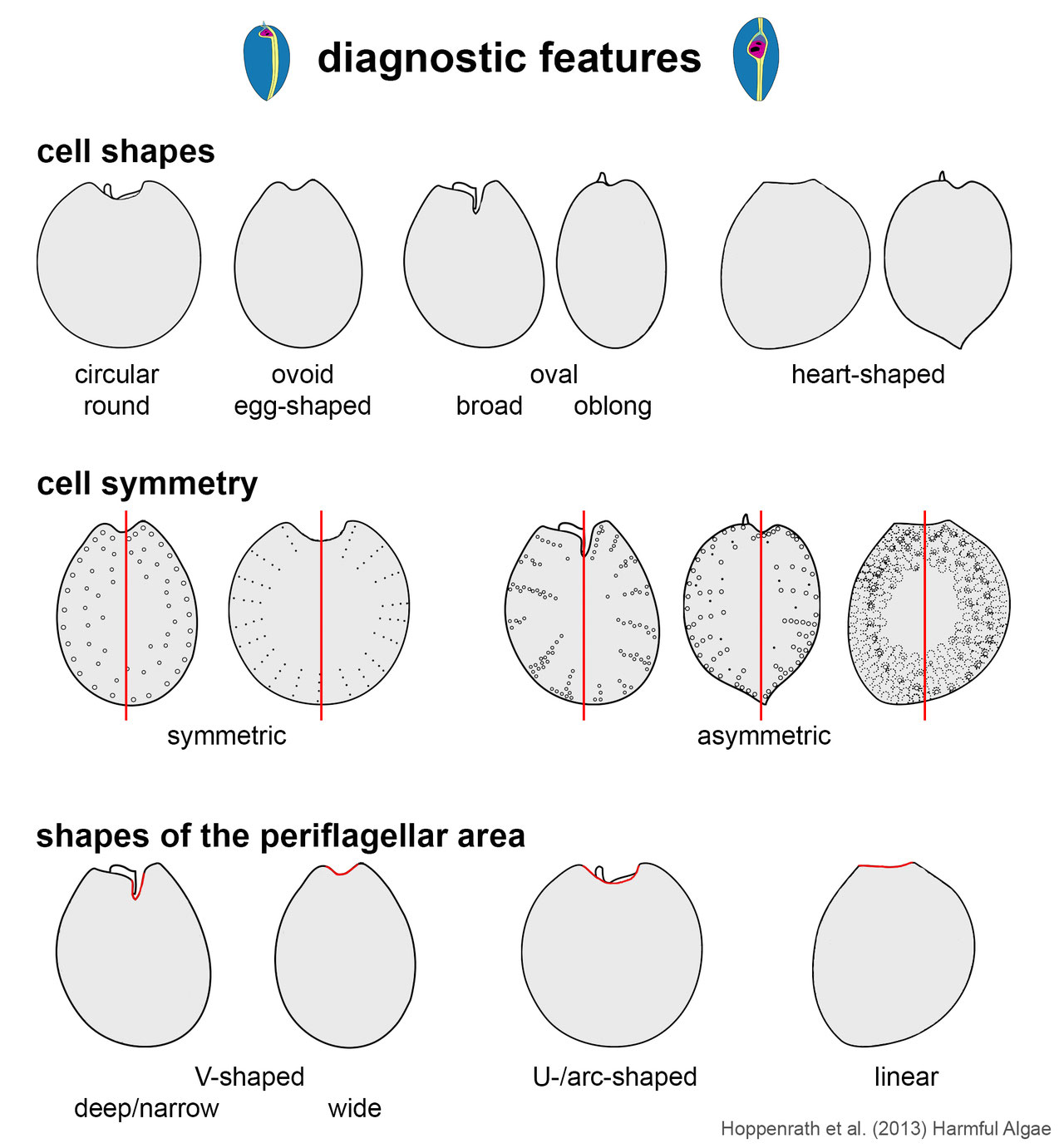 Identification help for marine benthic Prorocentrum species ...