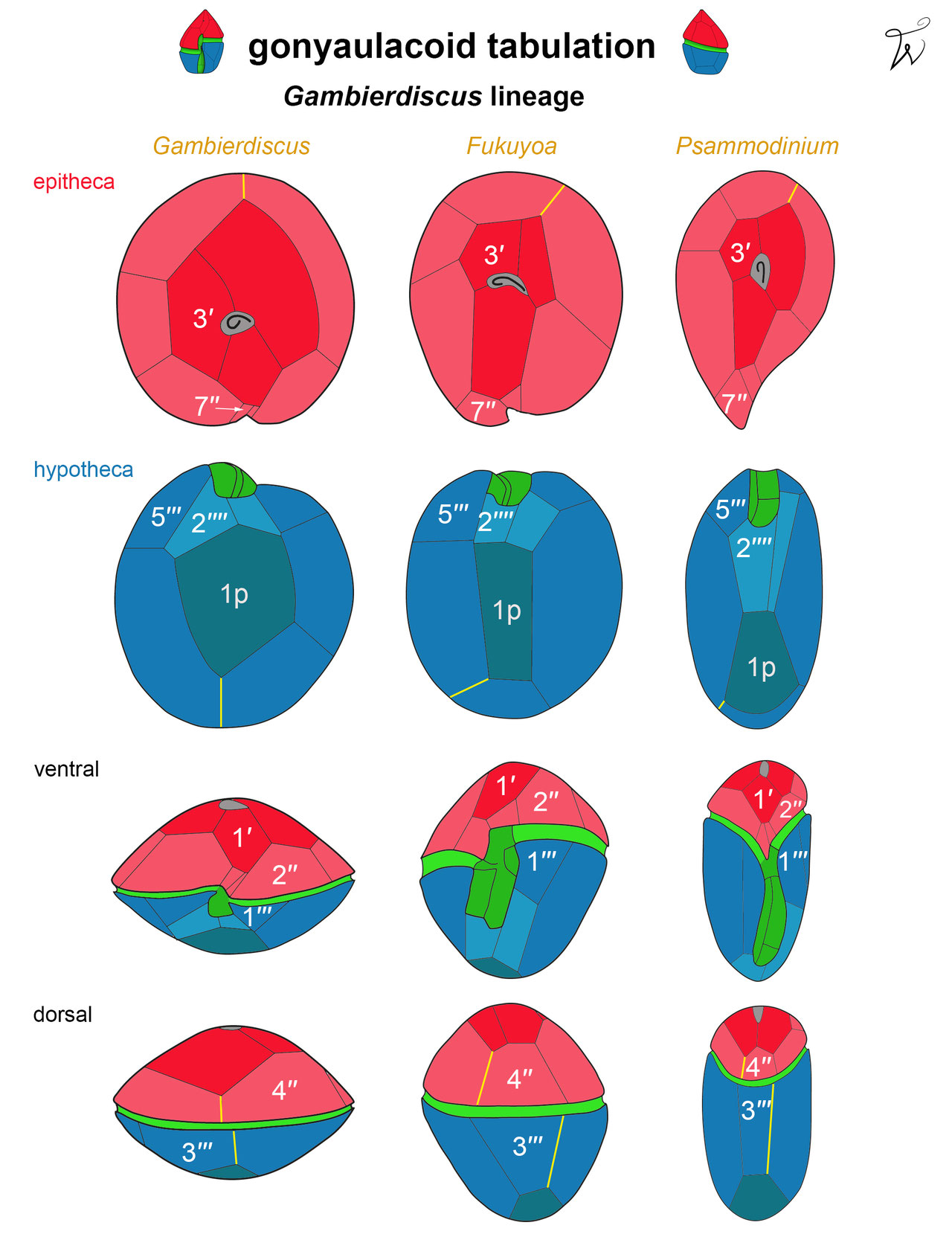 gonyaulacoid tabulation - dinophytas Webseite!
