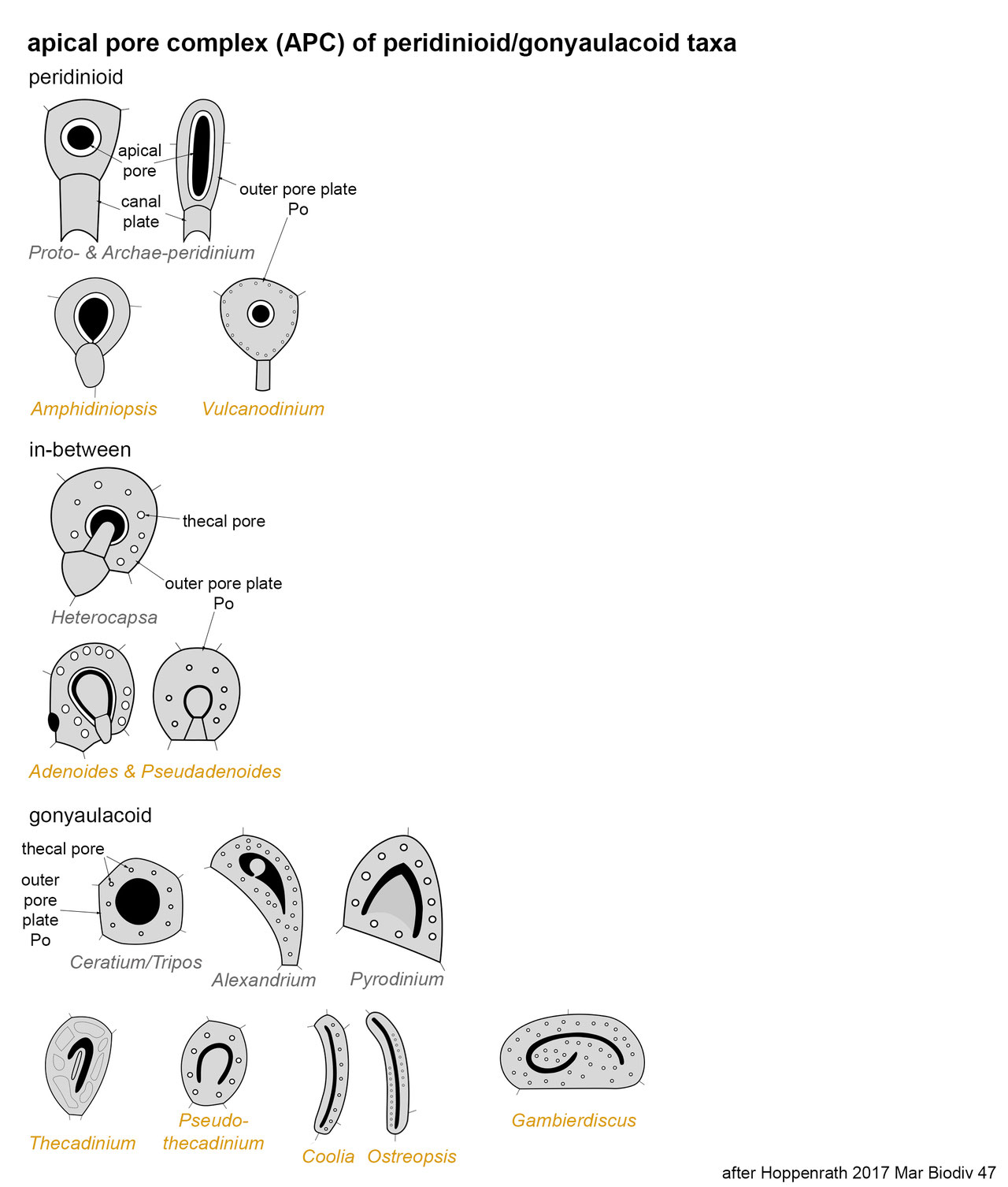 apical structures - dinophytas Webseite!