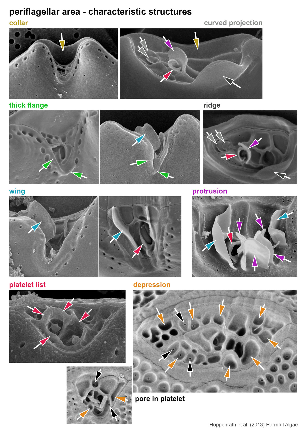 Identification help for marine benthic Prorocentrum species ...