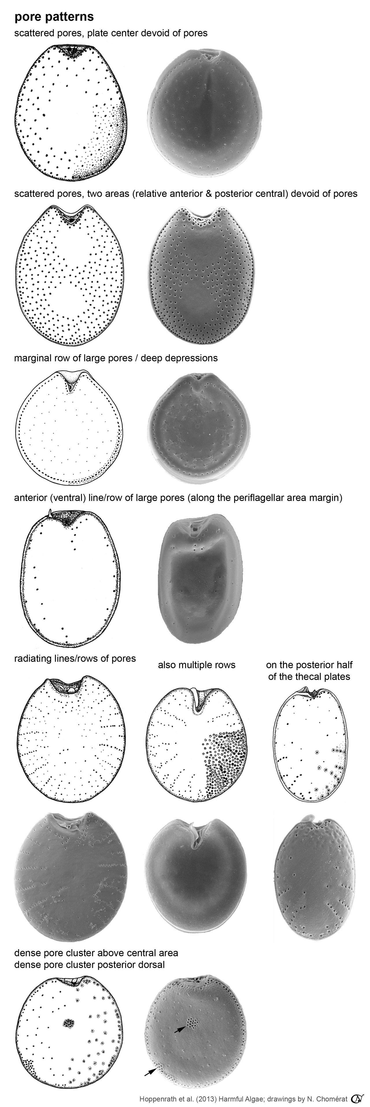 Identification help for marine benthic Prorocentrum species - dinophytas Webseite!