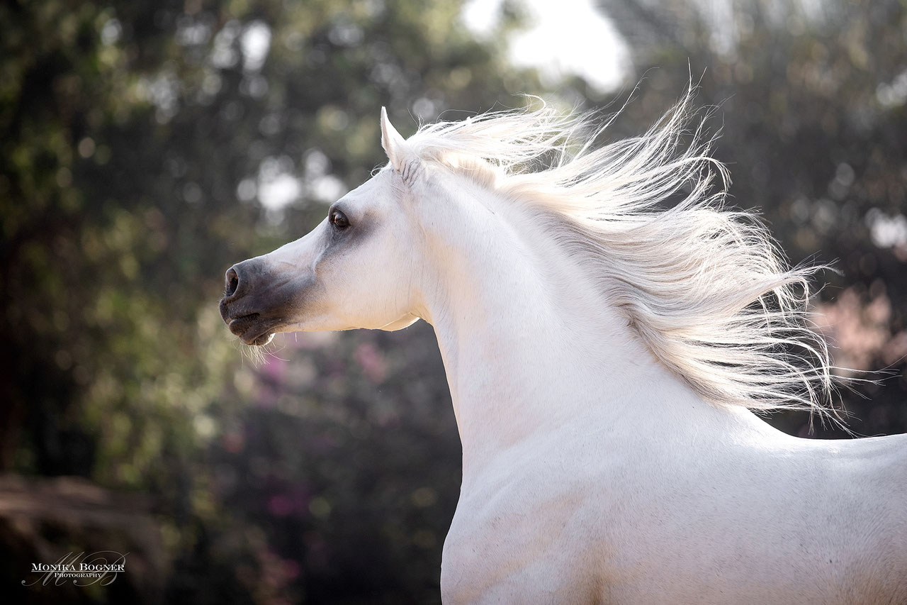 Pferde in der Natur - Monika Bogner Photography