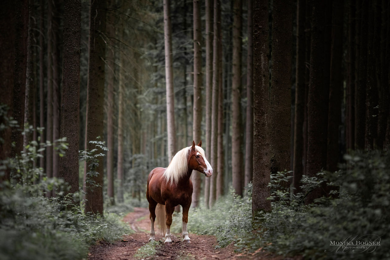 Pferde in der Natur - Monika Bogner Photography