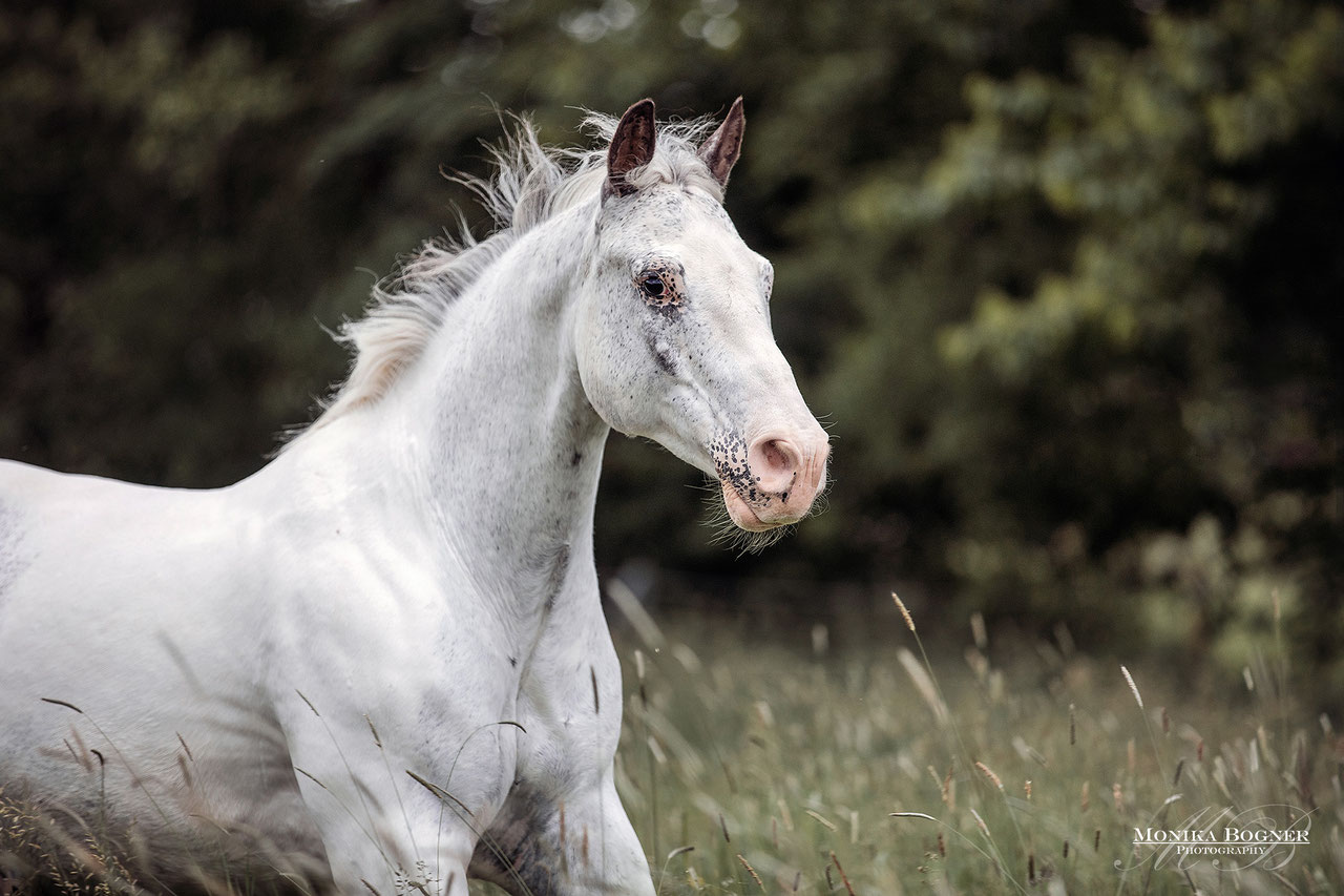 Pferde in der Natur - Monika Bogner Photography