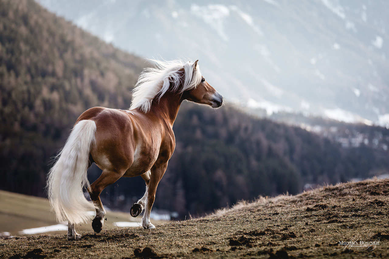 Pferde in der Natur - Monika Bogner Photography