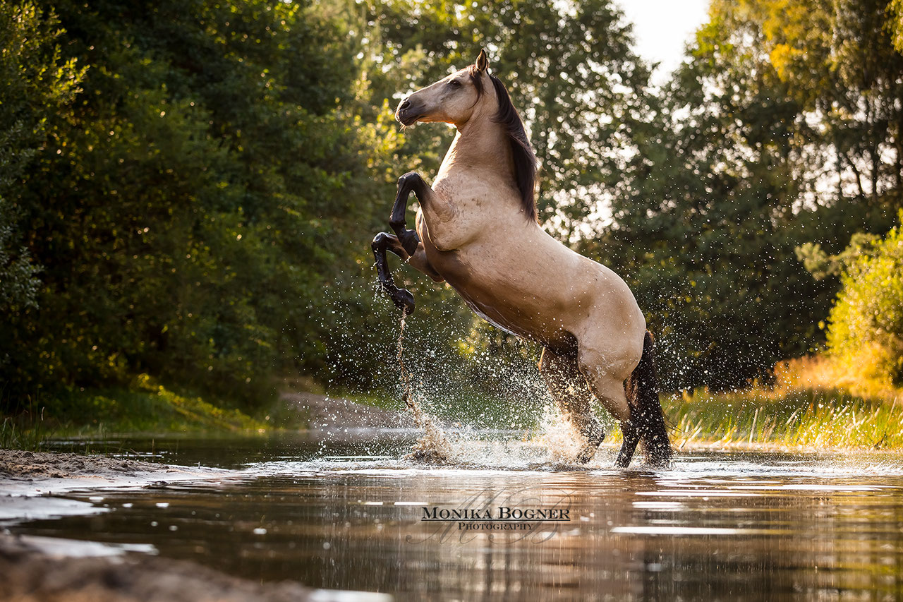 Pferde in der Natur - Monika Bogner Photography
