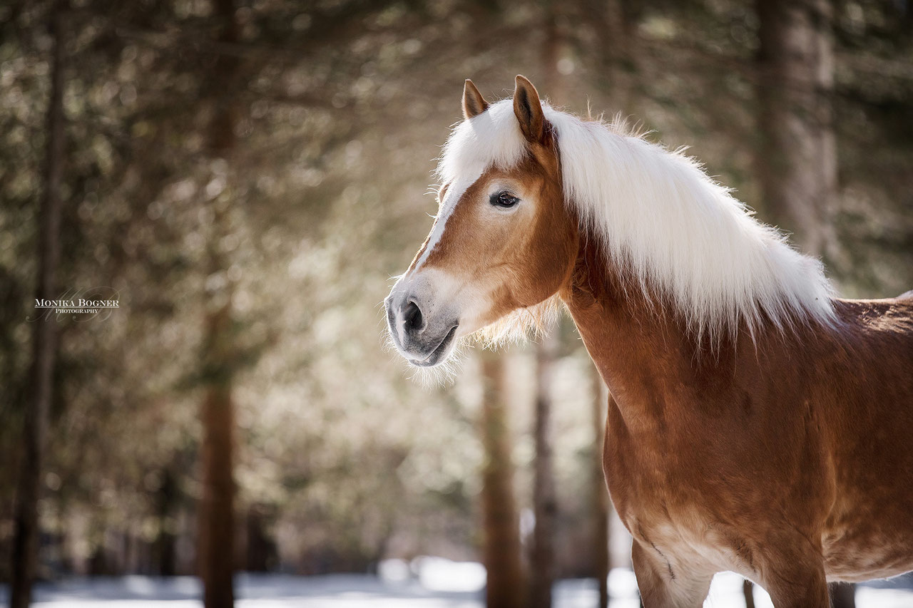 Pferde in der Natur - Monika Bogner Photography