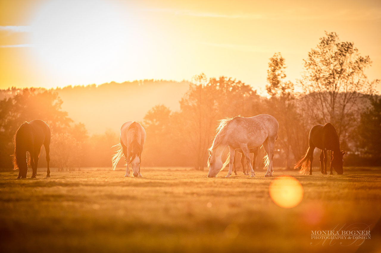 Pferde in der Natur - Monika Bogner Photography