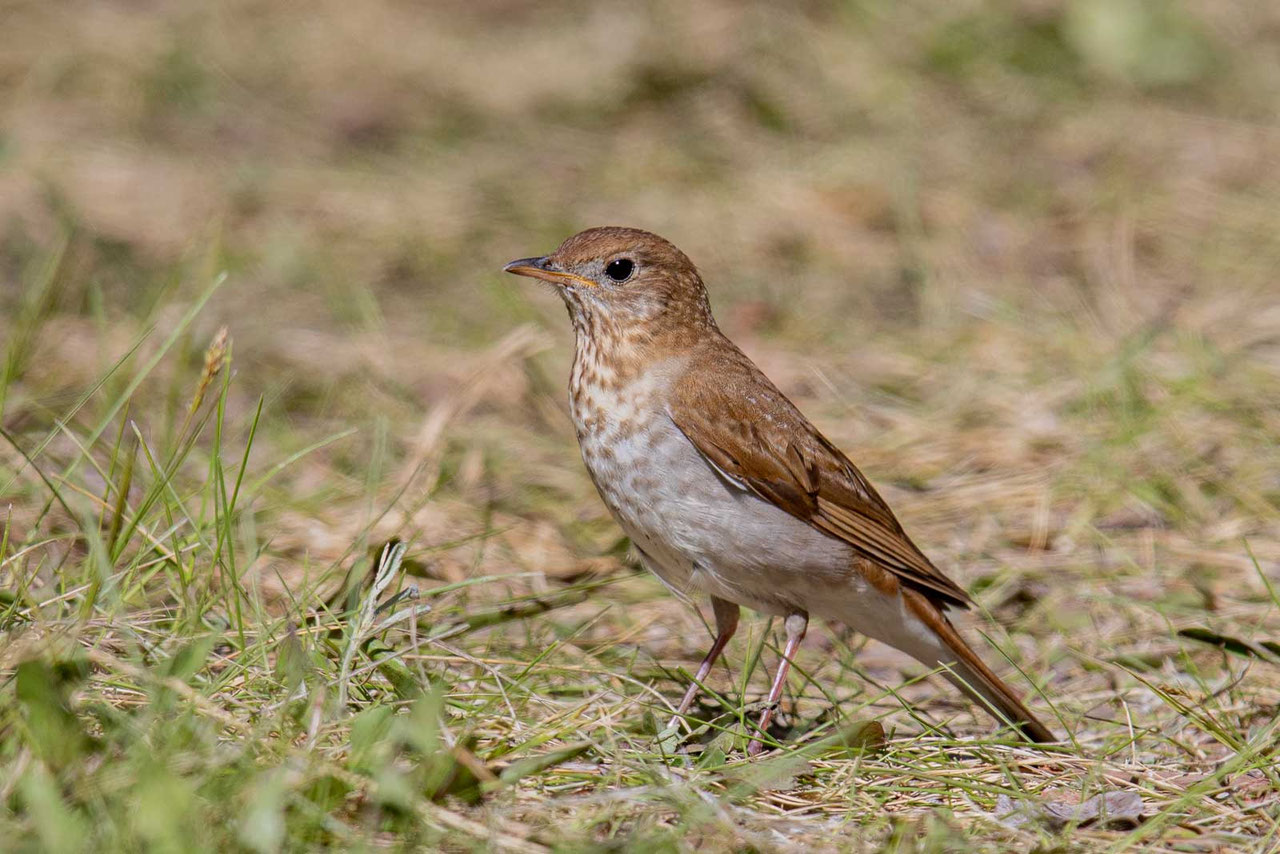 Die Weidenmusendrossel (Catharus fuscescens) - in Deutschland