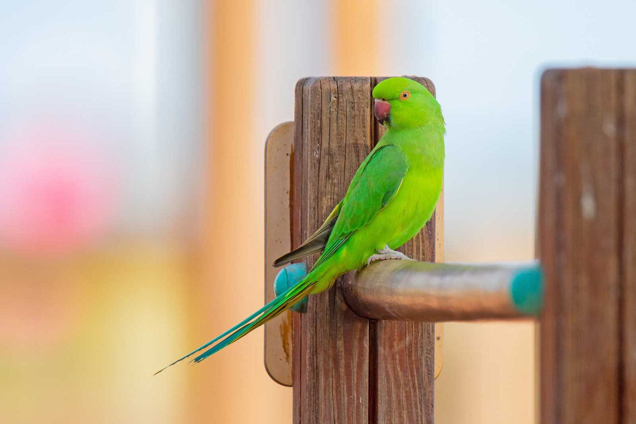 Halsbandsittich - Steckbrief, Verbreitung, Bilder - in Deutschland