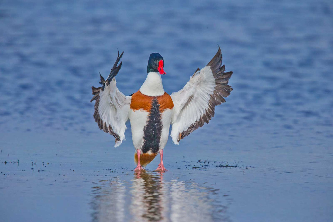Brandgans (Tadorna tadorna) – Verbreitung, Biologie und Mauserzentren ...