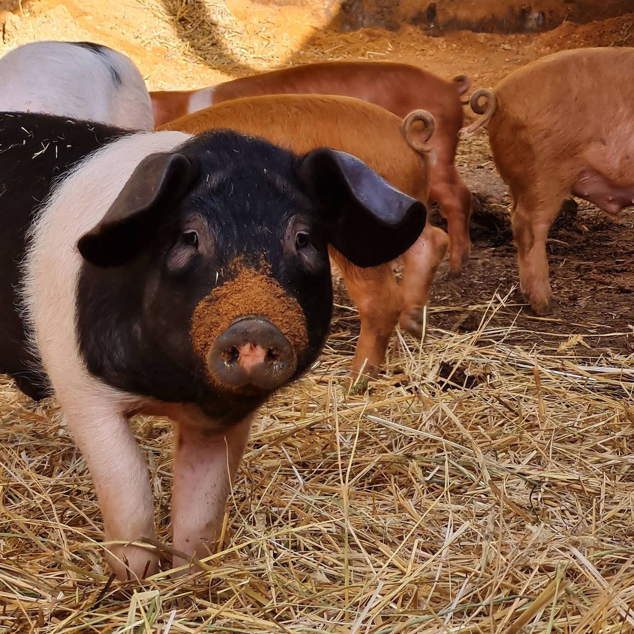 Rotbunte Husumer Sattelschweine - Hof Brück in Eidenborn, Saarland