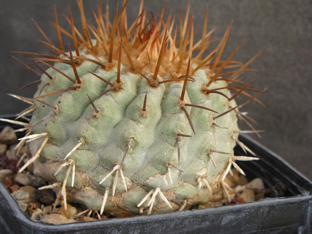 Copiapoa columna alba - Copiapoa.paso