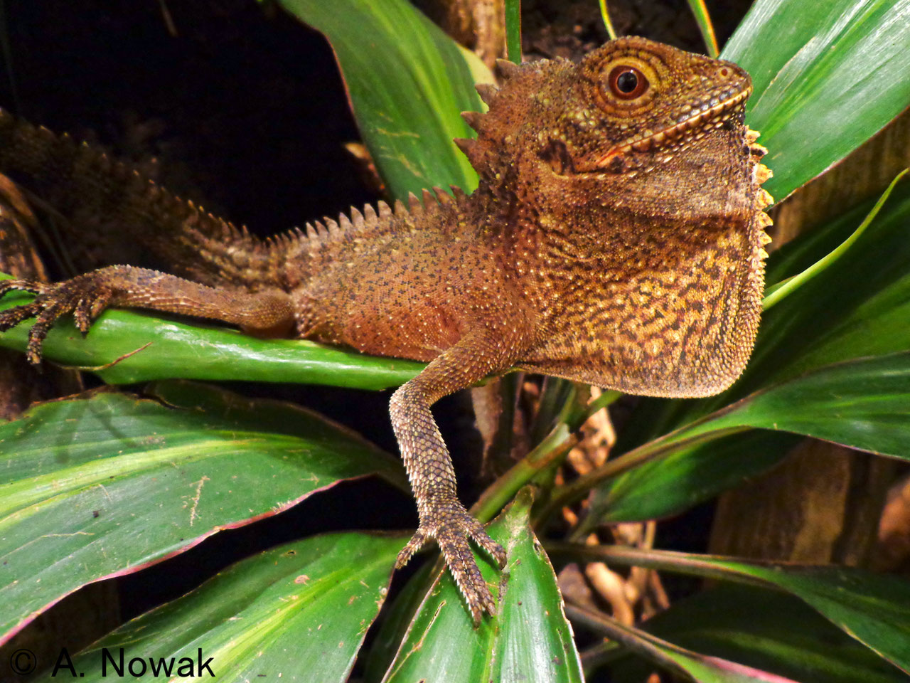 Hypsilurus dilophus - Zucht und Haltung australischer Warane und Echsen
