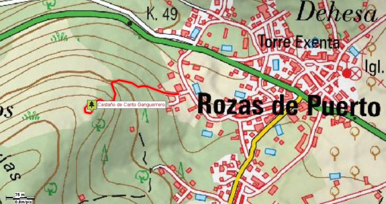 ROZAS DE PUERTO REAL - Árboles Singulares de la Comunidad de Madrd
