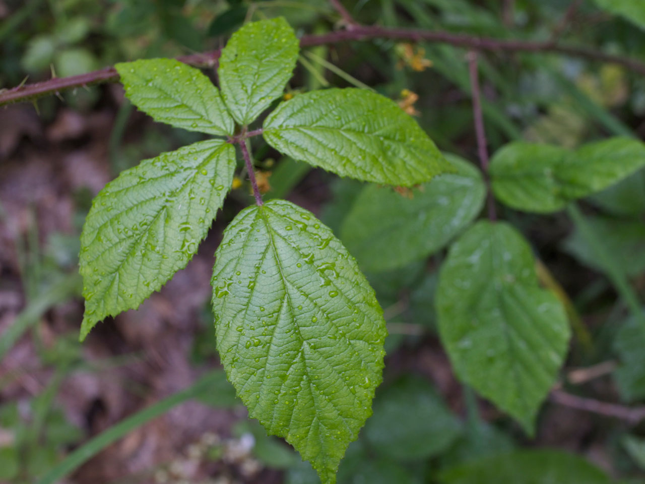 Brombeere - PRINZESSINKARL