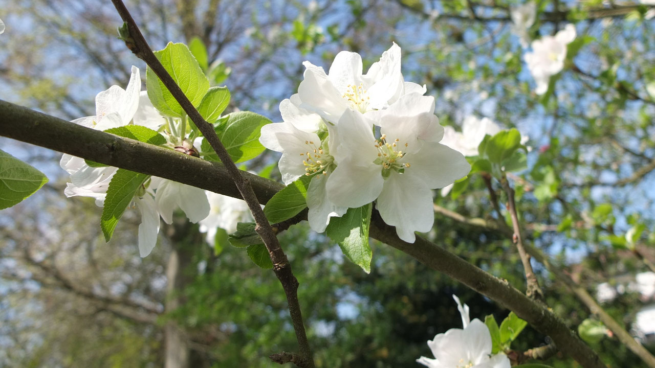 Les arbres, arbustes, buissons sur mon chemin - Fleurs des sentiers ...