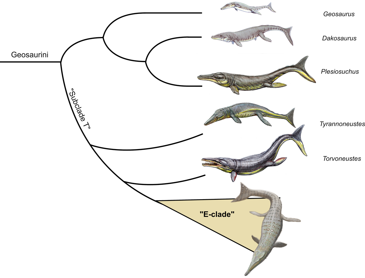 Large marine crocodiles from the Late Jurassic of Southern Germany and ...