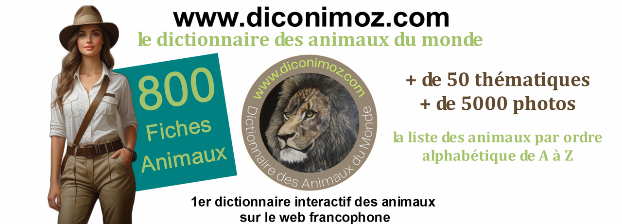 Ours lippu : poids, taille, longévité, habitat, alimentation ...