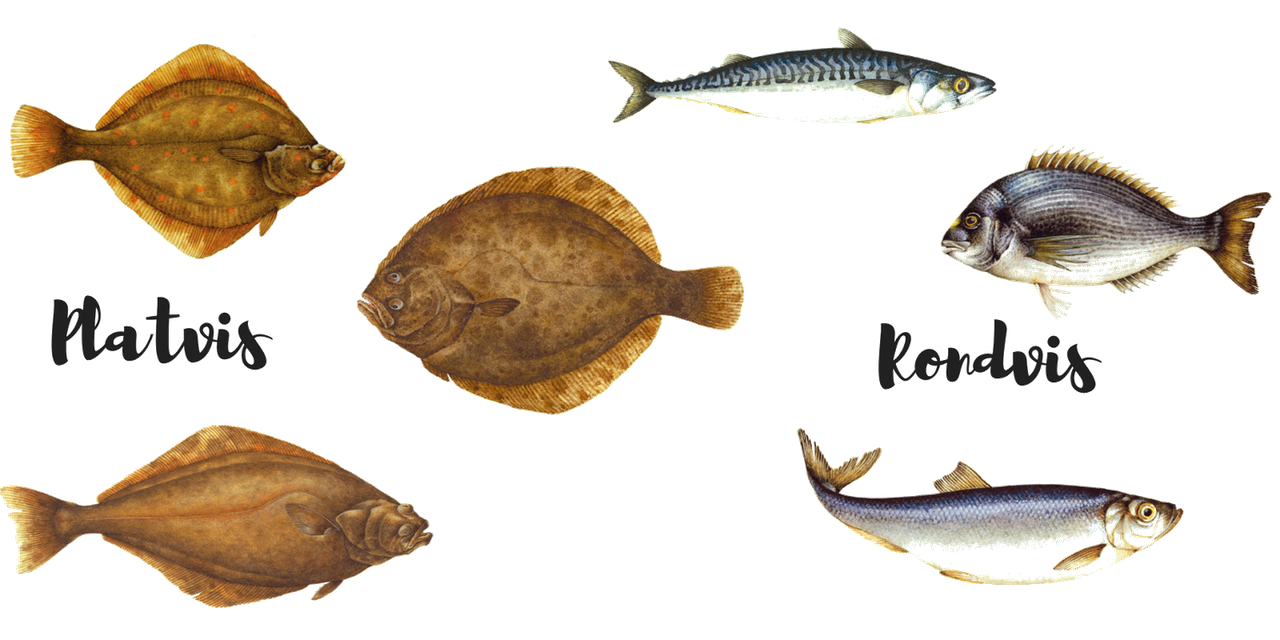 Platvis - Vishandel Zwaan