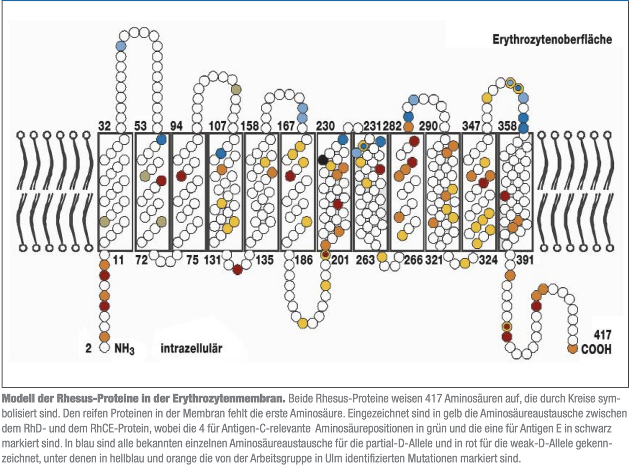 RHESUS - SYSTEM - Transfusionsmedizin