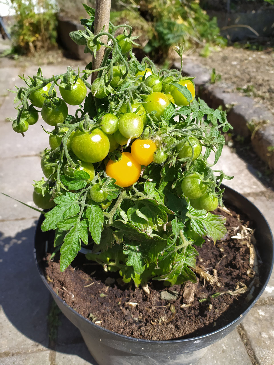 Buschtomaten - himmlischesaatens Webseite!