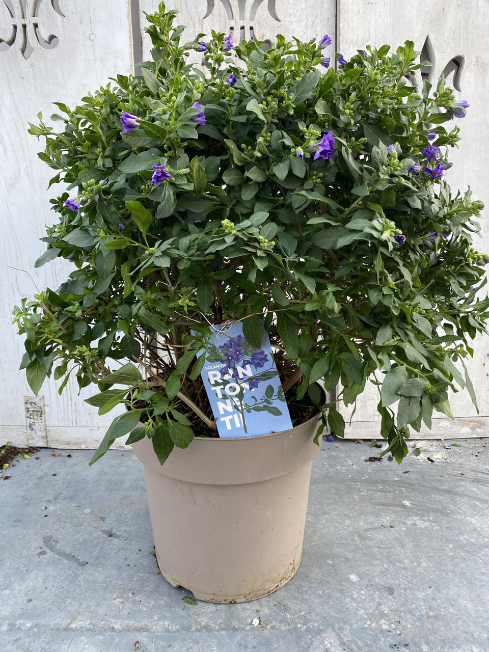 Solanum - Pflanzenhaus Schöner