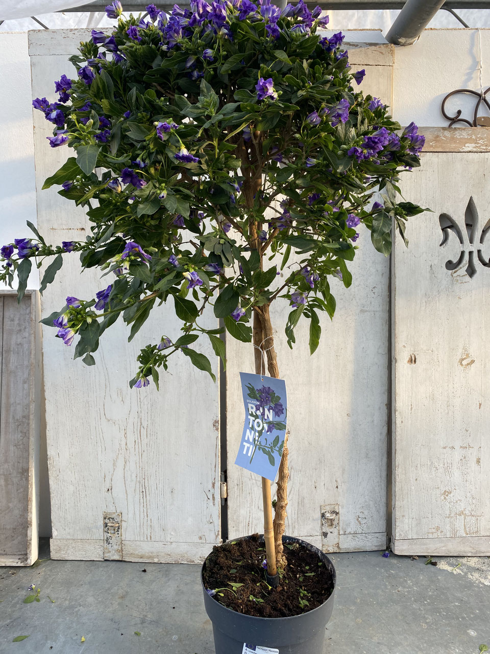 Solanum - Pflanzenhaus Schöner