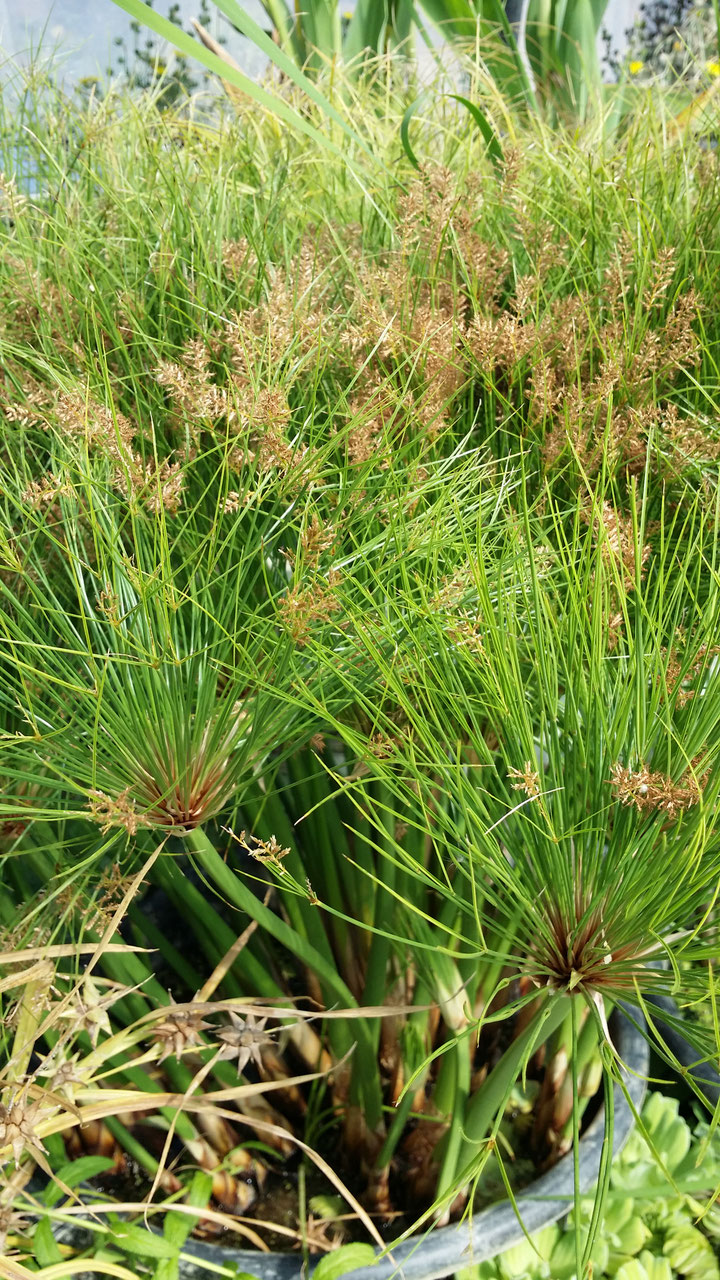 Papyrus du Nil nain ou d'Egypte nain Cyperus papyrus Nana ou nanus ou ...