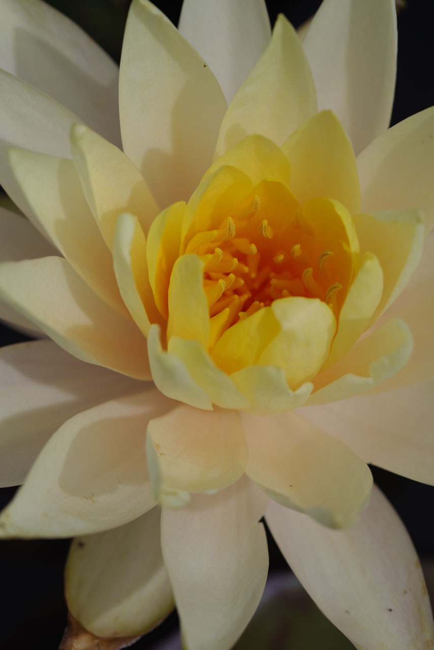 Nymphaea Barbara Davies (Strawn) 22€ frais de ports offerts dès 40€ d ...