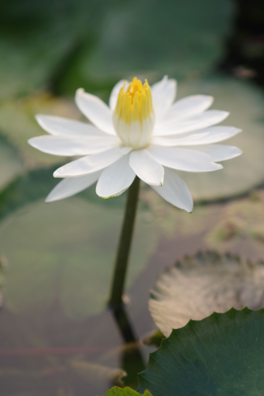 Nymphaea Lotus ou Lotus tigré (nocturne) 38€ frais de ports offerts dès ...