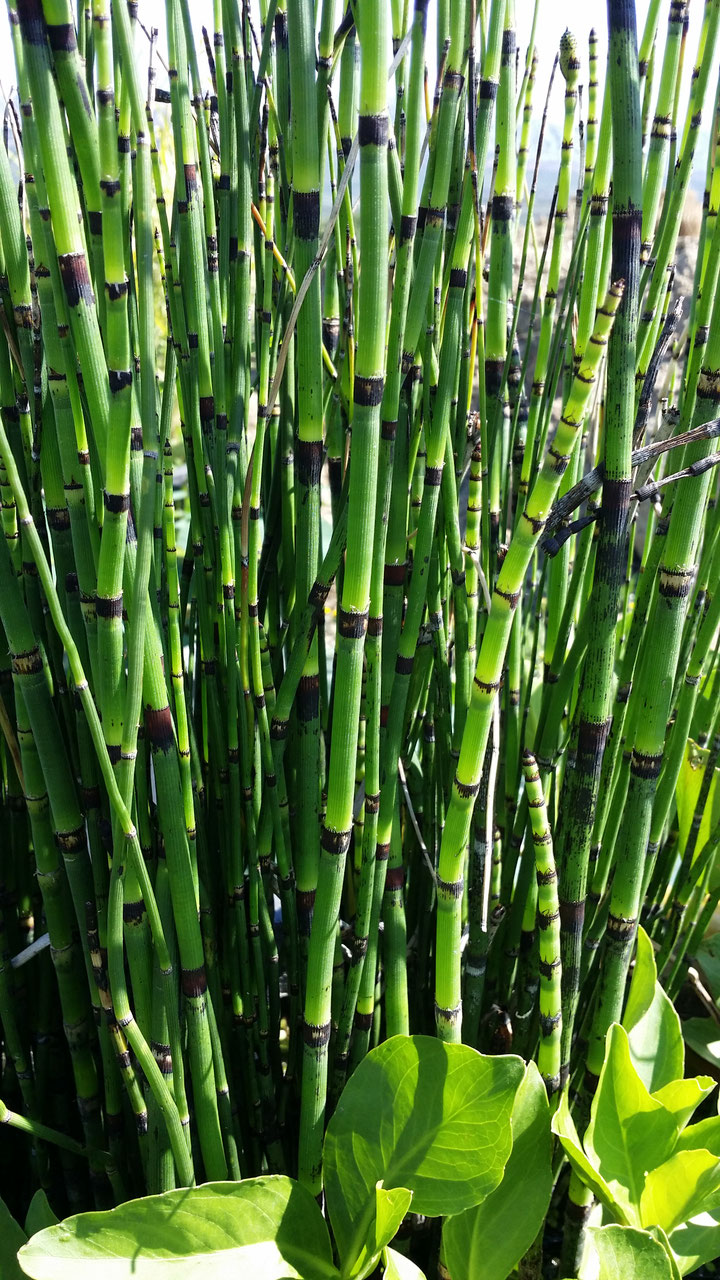 Equisetum Hyemale ou Prêle d'hiver ou de l'Himalaya ou du Canada ou ...