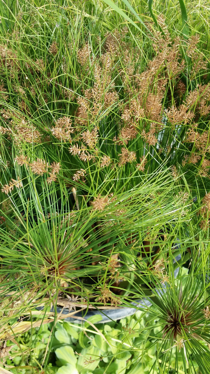 Papyrus du Nil nain ou d'Egypte nain Cyperus papyrus Nana ou nanus ou ...