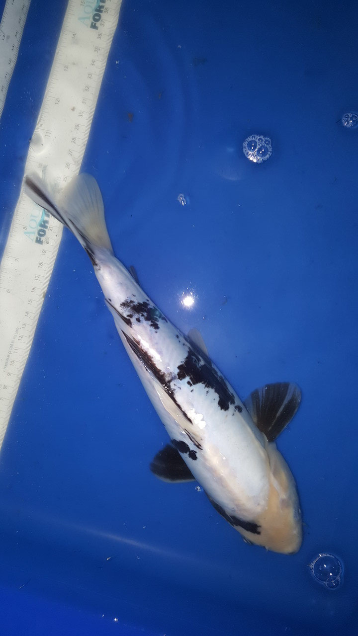 K9 - Shiro utsuri doitsu - Toscanakoi,carpe koi giapponesi.