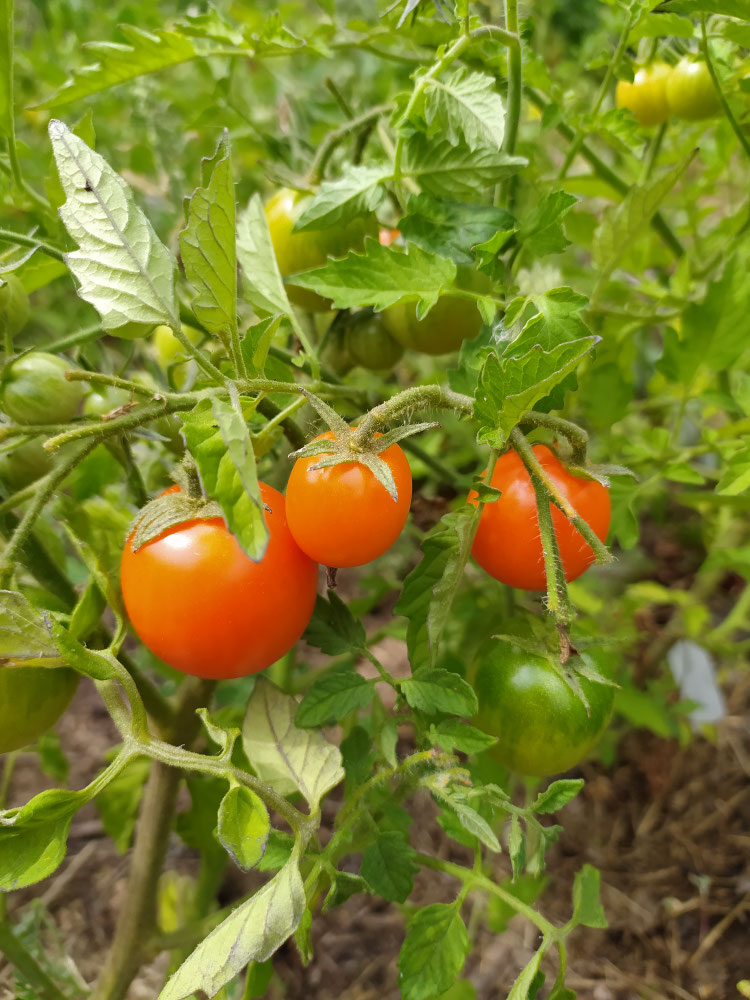 Buschtomaten - himmlischesaatens Webseite!