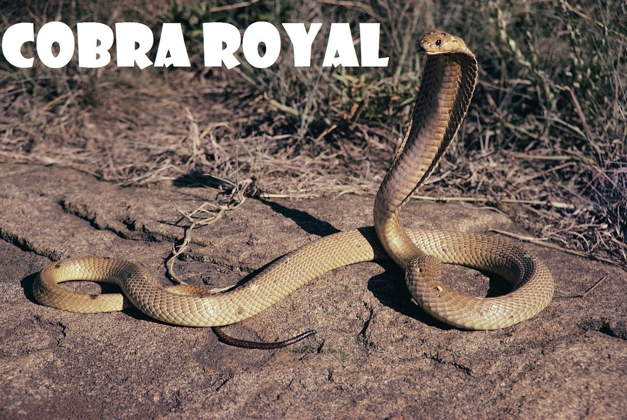 Cobra Royal - L’encyclopédie-animalière
