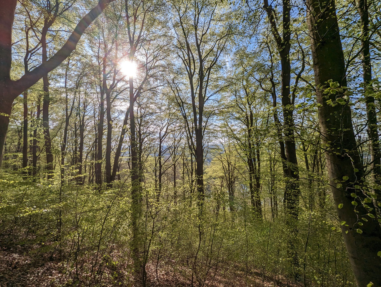 Wanderung rund ums Dauner Maar - Chiemgauseiten