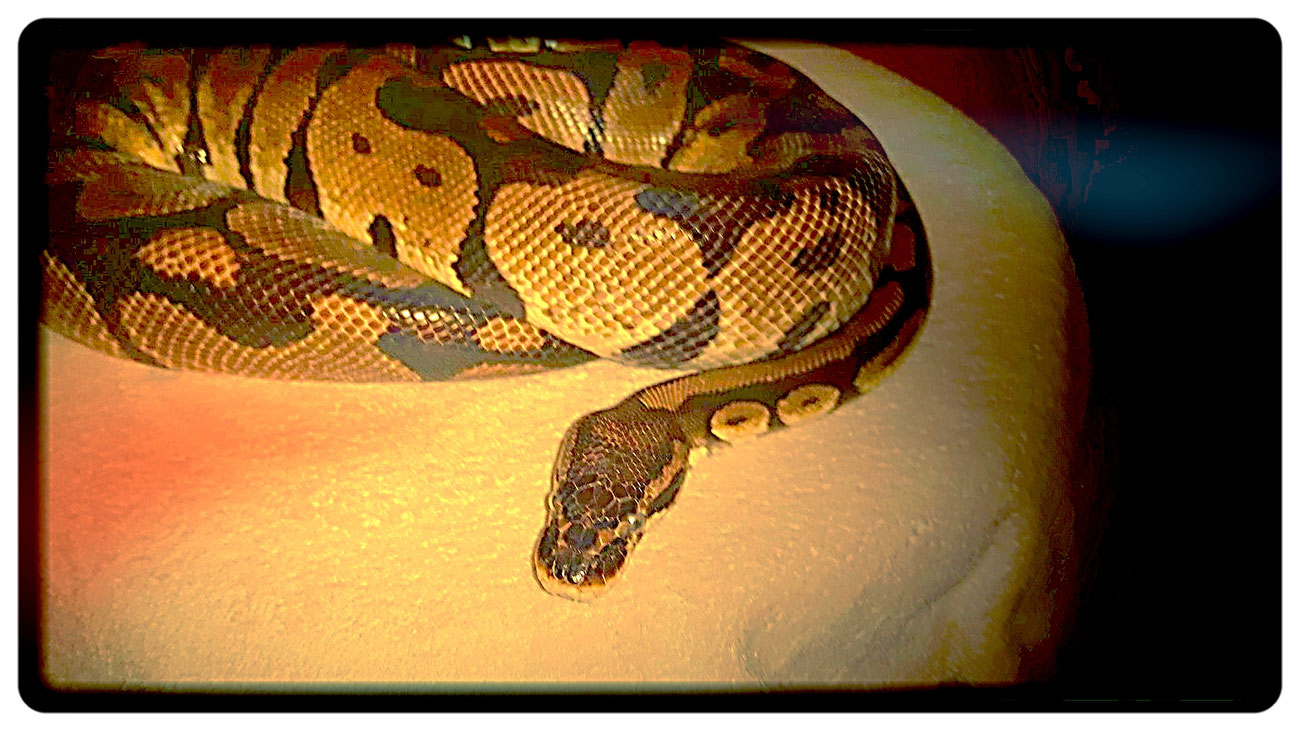 Happy Pythons - Happy Pythons - Python regius