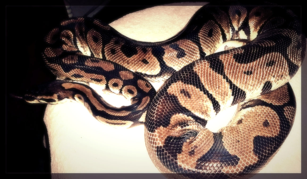 Happy Pythons - Happy Pythons - Python regius