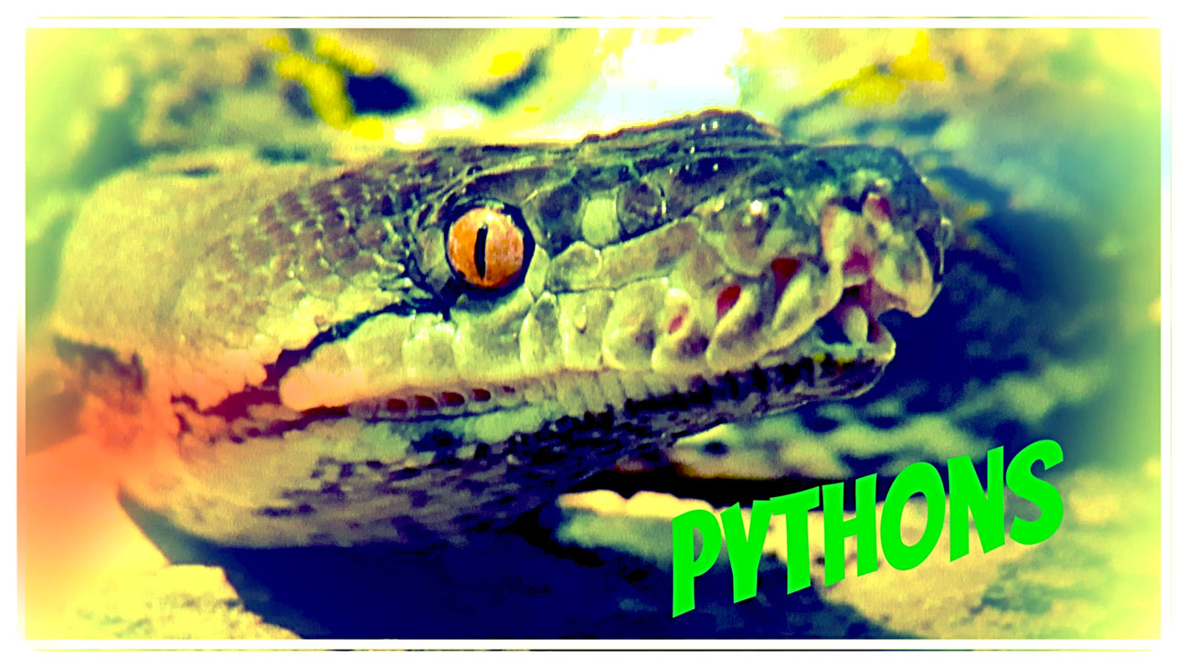 Pythons - Happy Pythons - Python regius