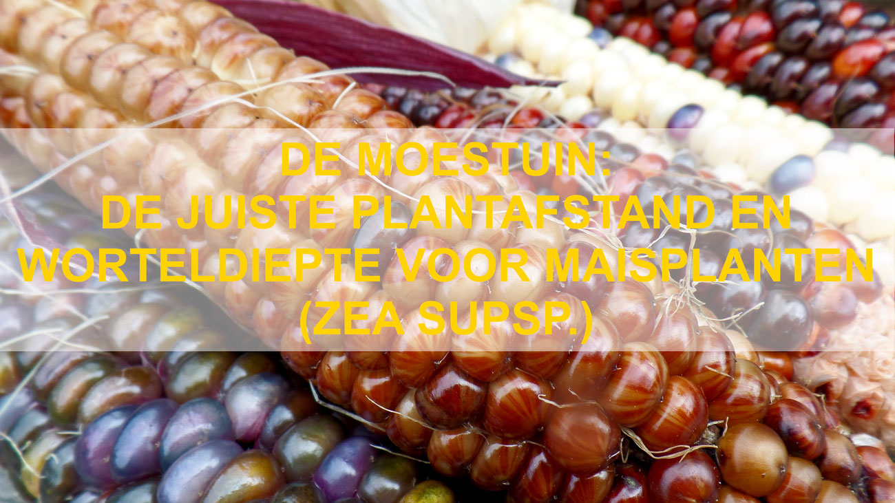 De Moestuin: De Juiste Plantafstand en Worteldiepte voor Maisplanten ...