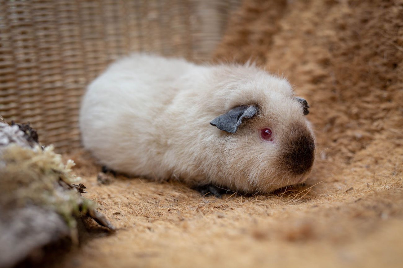 Bildergalerie Himalayas Rex/Glatthaar - wolfsbacherschweinchenbande