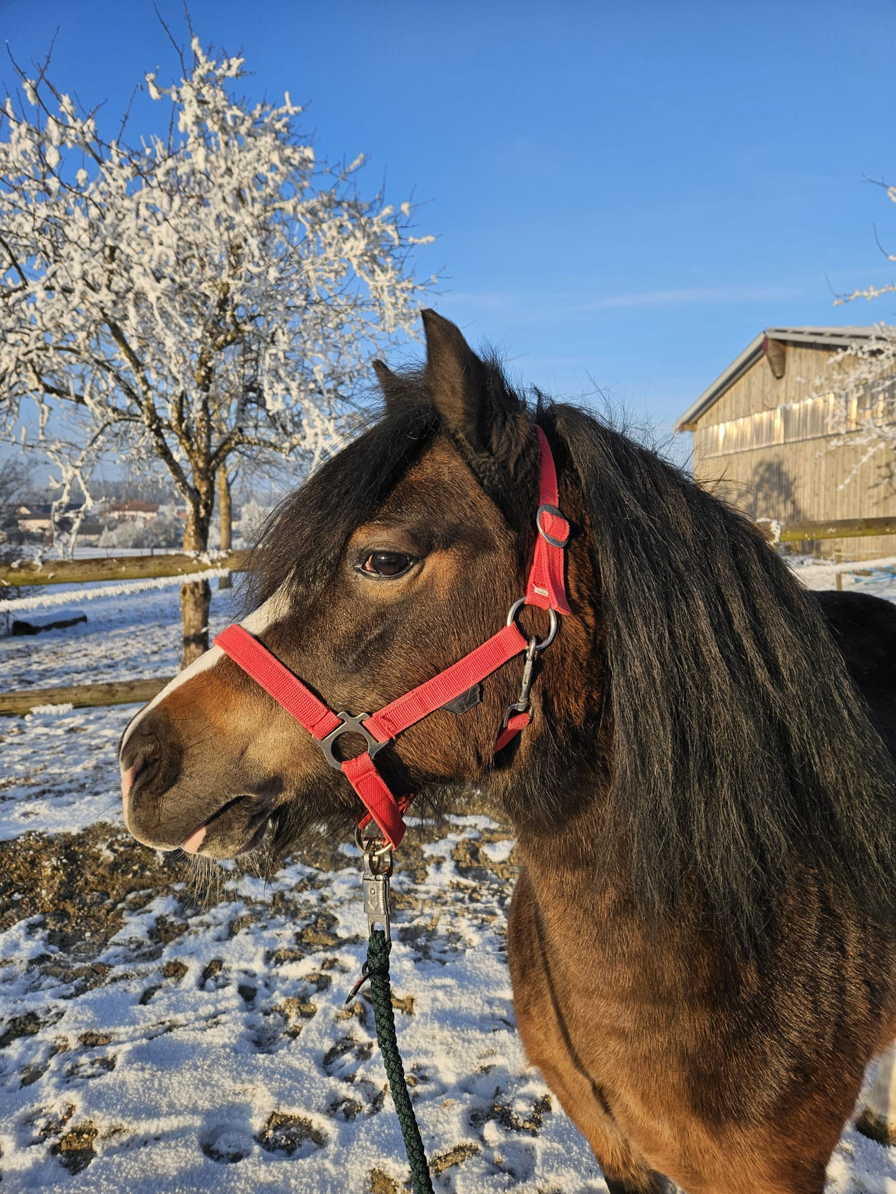 Unsere Ponys - Hof Kattler