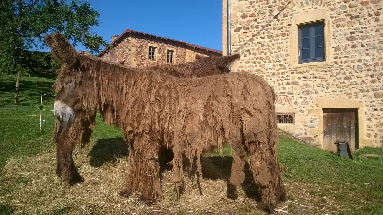 Bienvenue sur le site des baudets de Valorge - Les baudets de Valorge